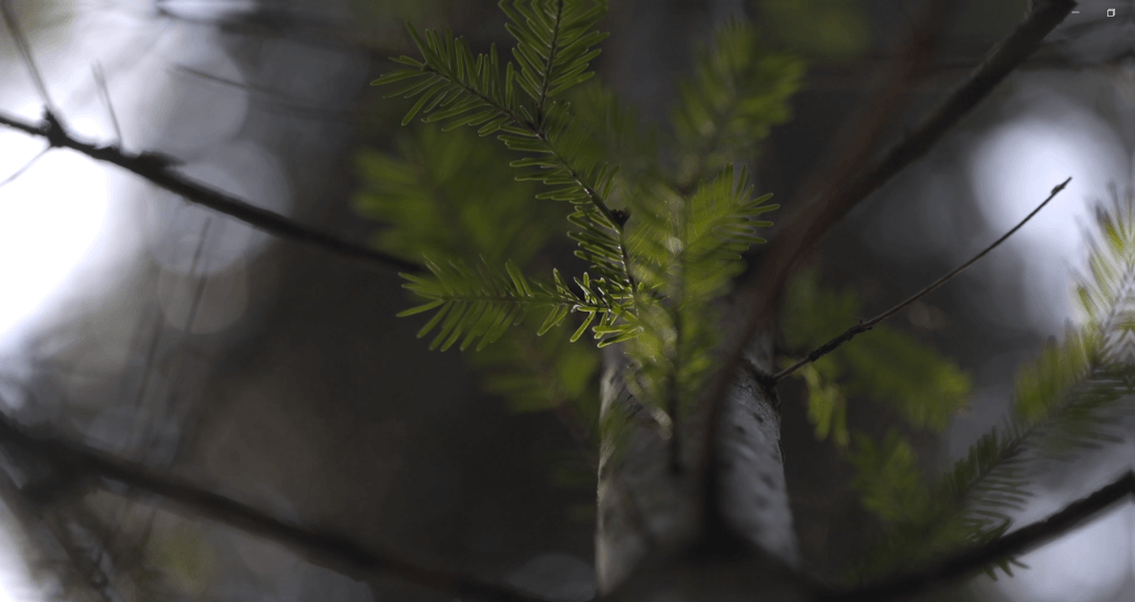 SOPFIM Small Private Forests Intervention Program