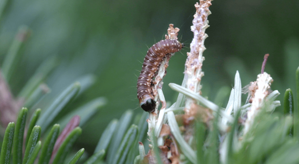 The Spruce Budworm - SOPFIM